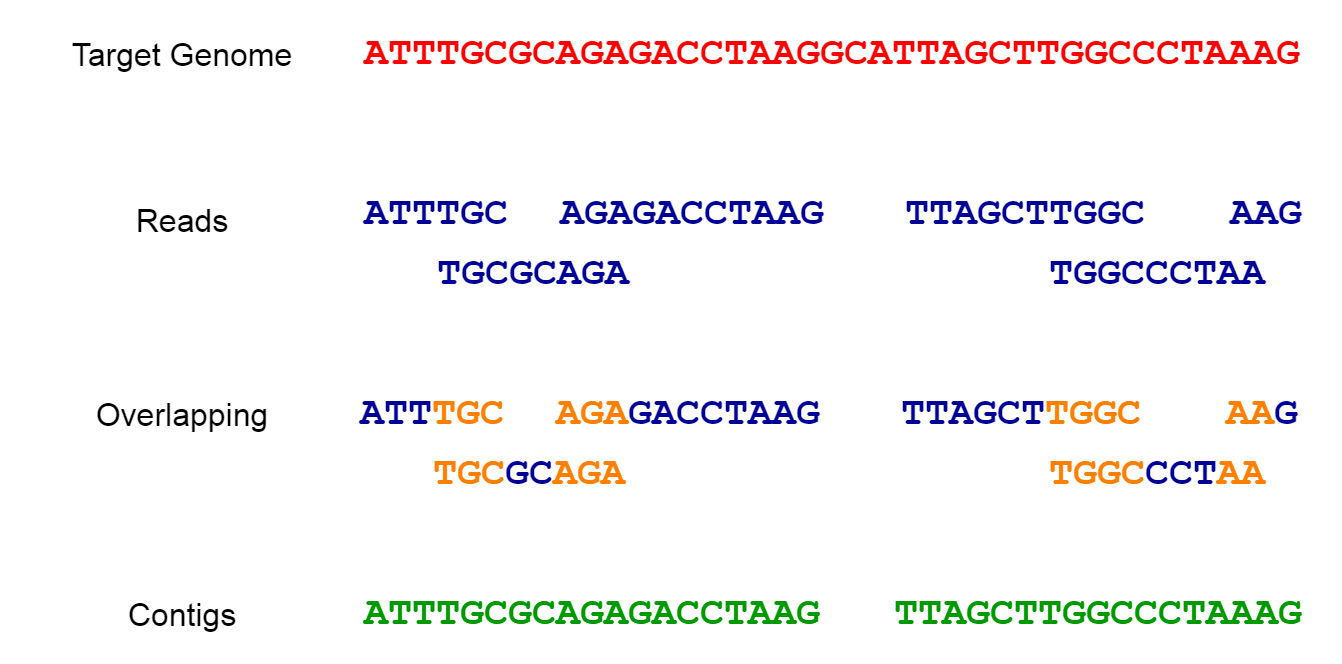 Introduction to BASH and Sequence Analysis - 9 SNP Calling and Genome Assembly