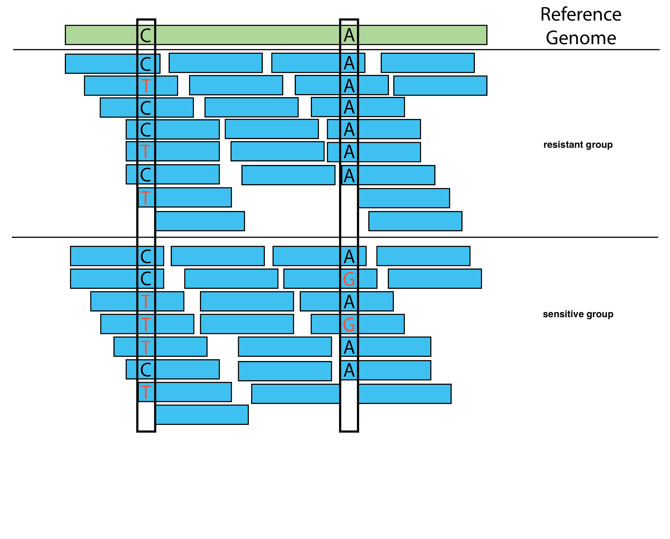 Introduction to BASH and Sequence Analysis - 7 A typical bioinformatics workflow